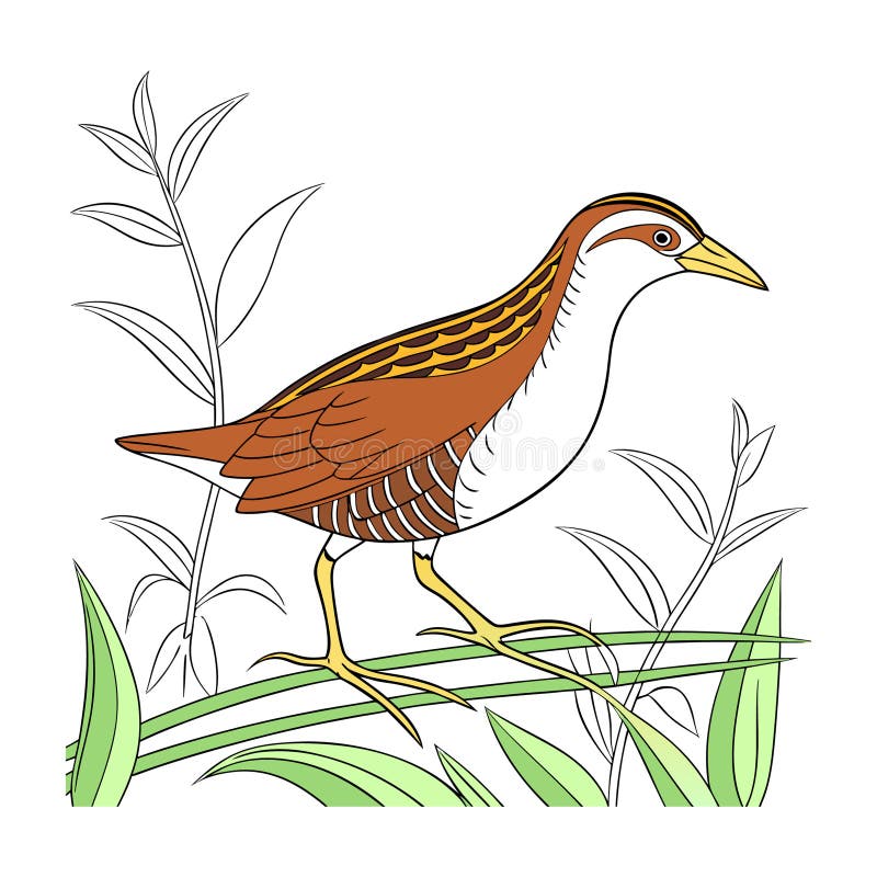 Sora Bird Realistic Illustration Stock Illustration - Illustration of ...