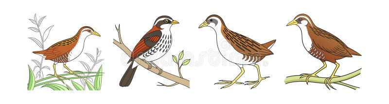 Sora Bird Realistic Illustration Stock Vector - Illustration of vector ...