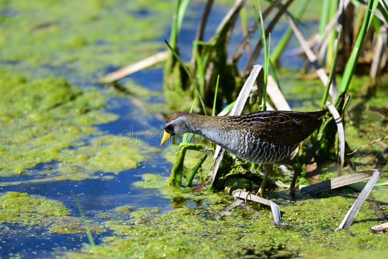 Sora Bird Walking through Reeds in the Marsh Stock Photo - Image of ...