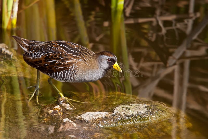 Sora Crake Stock Photos - Free & Royalty-Free Stock Photos from Dreamstime