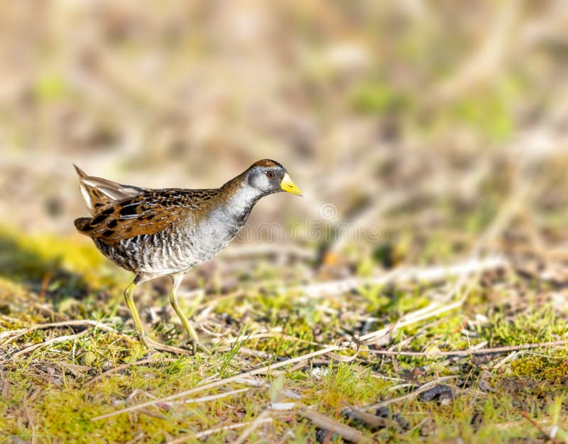 Sora Rail or Sora Crake Looking for Food by a Lake Stock Image - Image ...