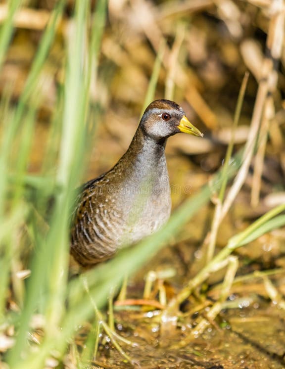 A Sora Rail Foraging in a Marsh Stock Image - Image of waterbird, water ...