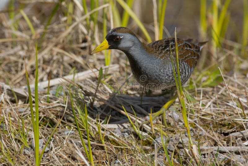Sora Crake Stock Photos - Free & Royalty-Free Stock Photos from Dreamstime