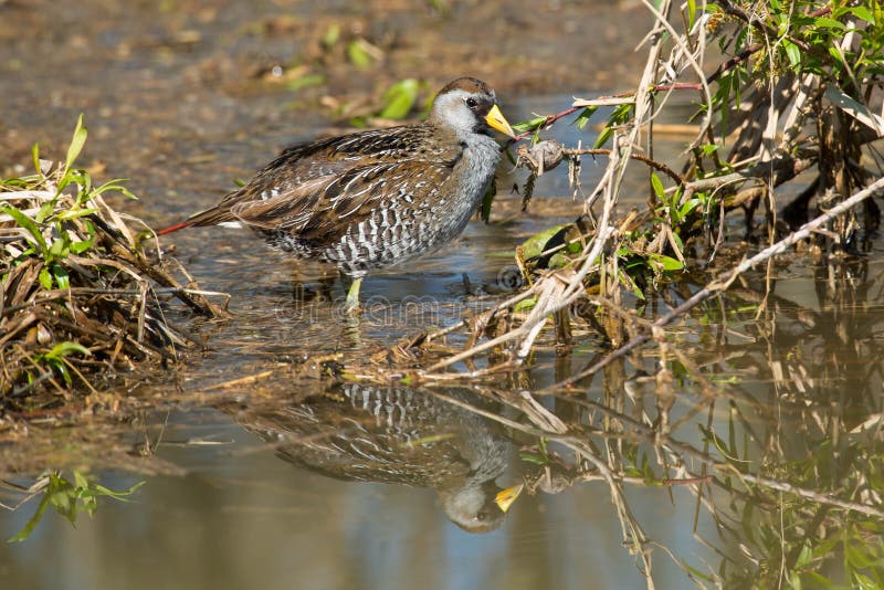 Sora - Porzana carolina stock photo. Image of ontario - 92448532