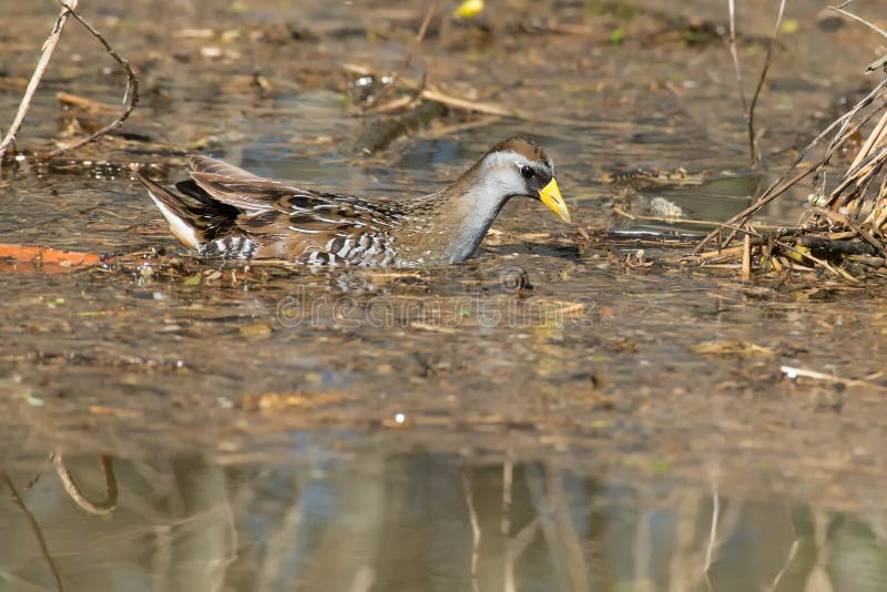 Sora - Porzana carolina stock image. Image of watching - 92448581