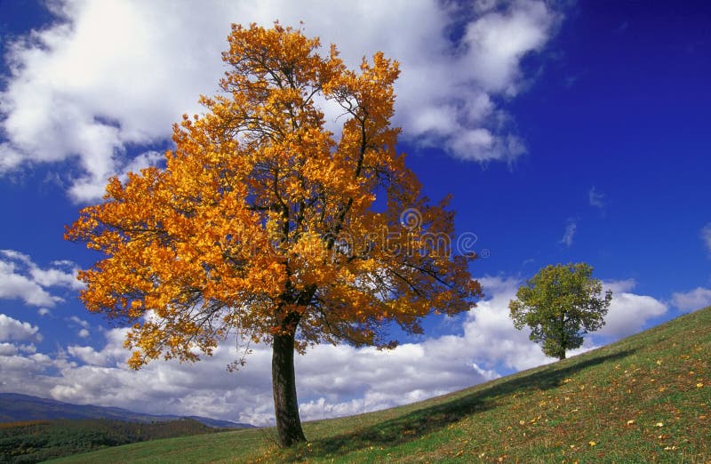 Sorb and oak tree stock photo. Image of peaceful, cloud - 2777394