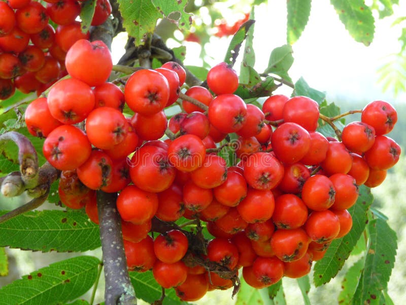 Sorb stock photo. Image of flower, natural, citrus, fruit - 271510380