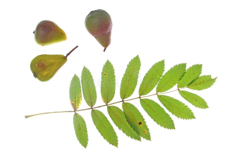 Sorb Tree (Sorbus Domestica) Stock Photo - Image of plant, rosaceae ...