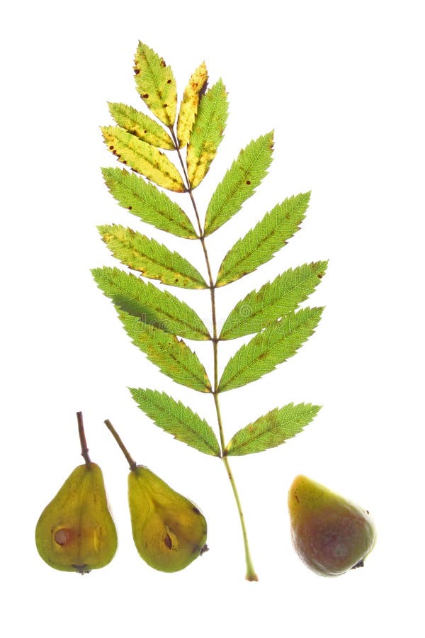 Sorb Tree (Sorbus Domestica) Stock Photo - Image of colored, rosaceae ...