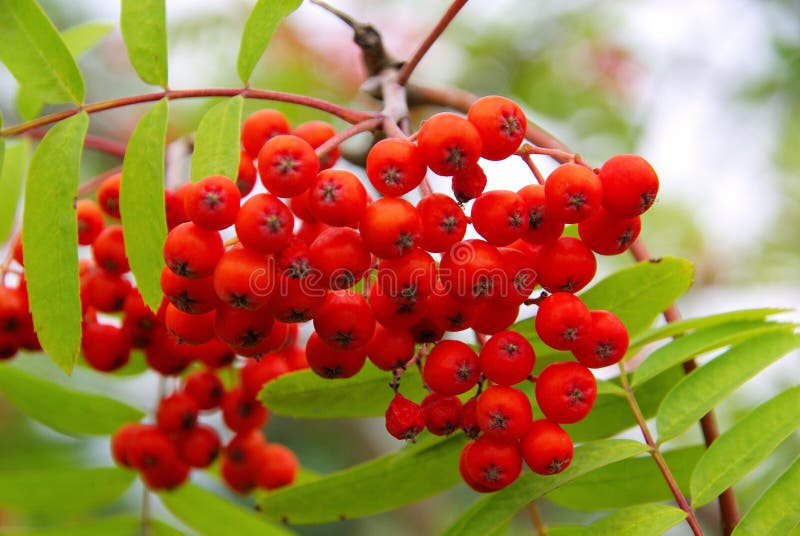 Sorba immagine stock. Immagine di bacche, nave, bacca - 13636447