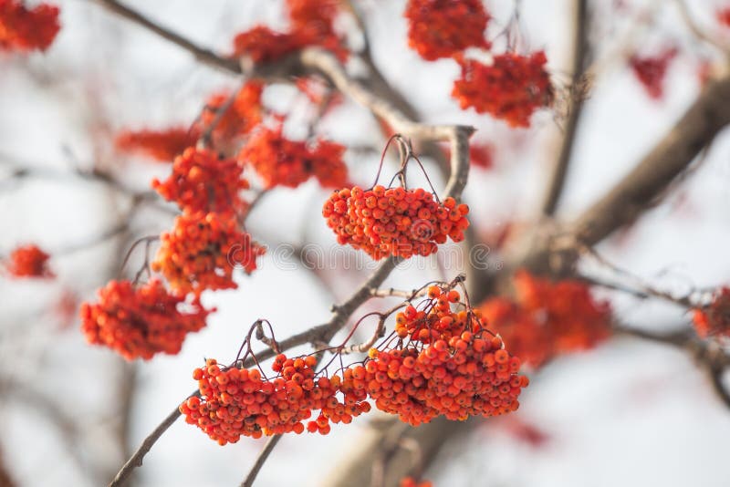 Sorba foto de archivo. Imagen de ciclo, baya, alimento - 24300050