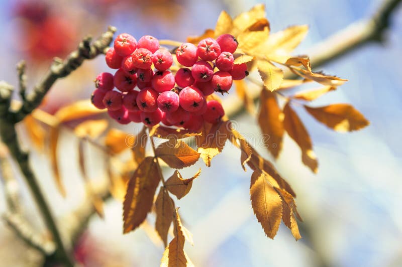 Sorba foto de archivo. Imagen de baya, europeo, cierre - 59247960