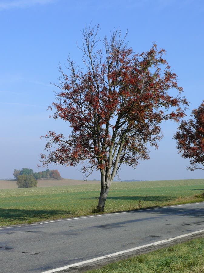 Sorba imagen de archivo. Imagen de planta, camino, paisaje - 7095063