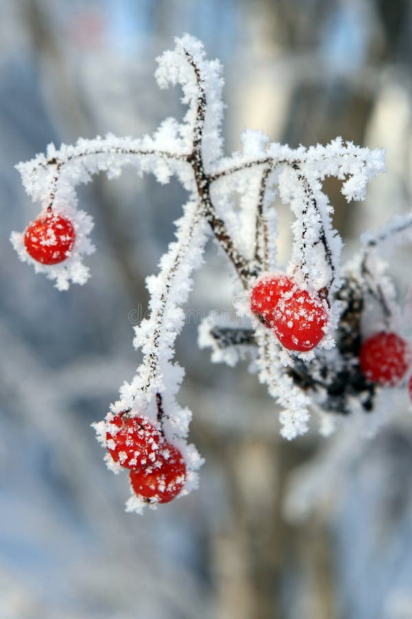 Serbal de los cazadores foto de archivo. Imagen de brillante - 7425362