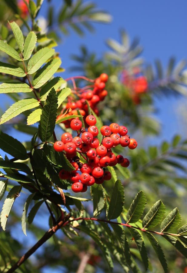 Sorbe En Automne Avec Les Baies Rouges Image stock - Image du rouge ...