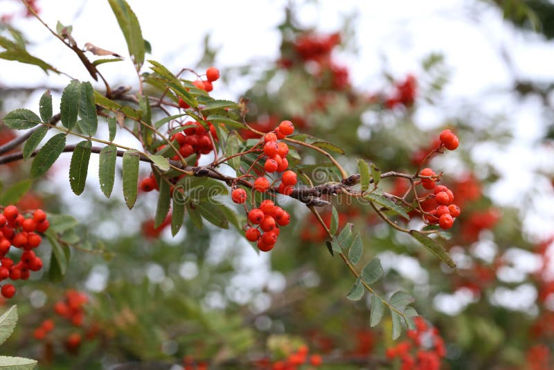 Sorbe Su Un Albero Della Sorba Immagine Stock - Immagine di rosso ...