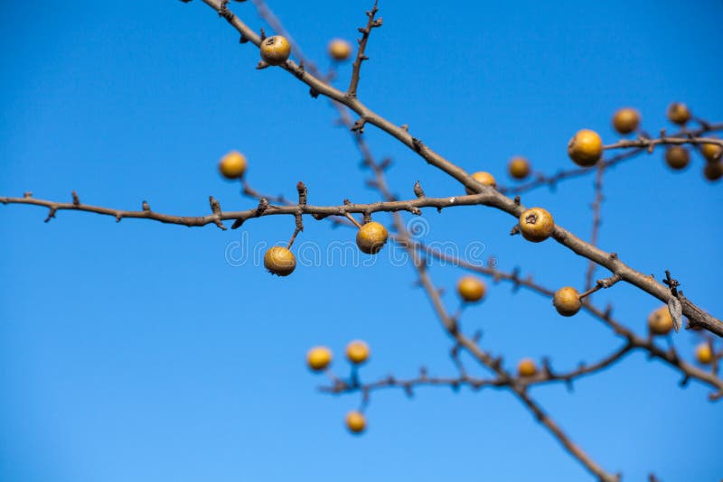 Sorbo fruits stock photo. Image of food, winter, nature - 37497200