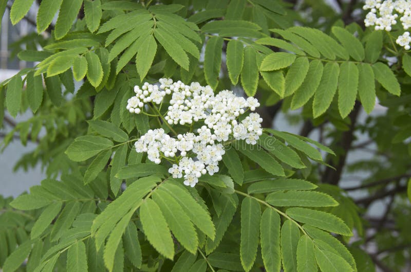 Sorbus Aucuparia - Flowers Rowan. White Flowers of the Rowan Tree Stock ...
