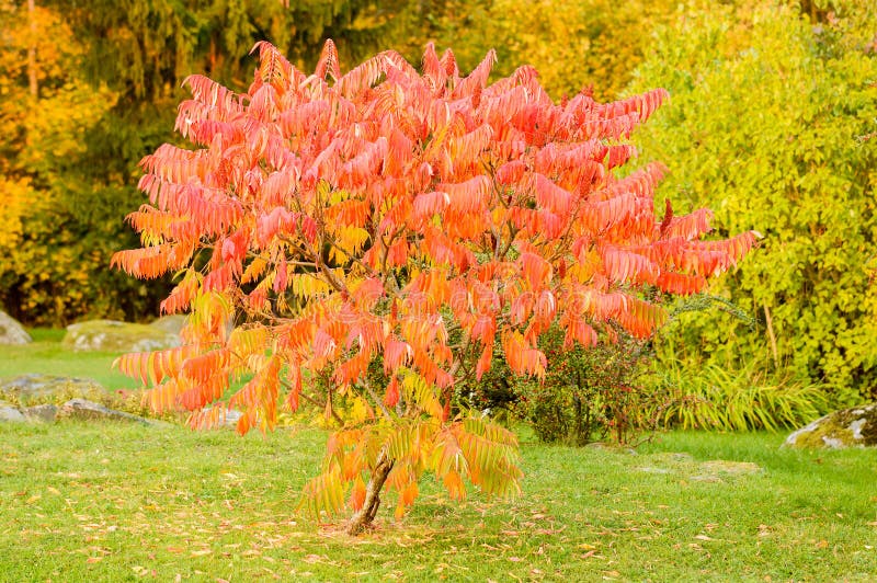 Sorbus Dodong of Lijsterbes Stock Afbeelding - Image of najaar, groen ...