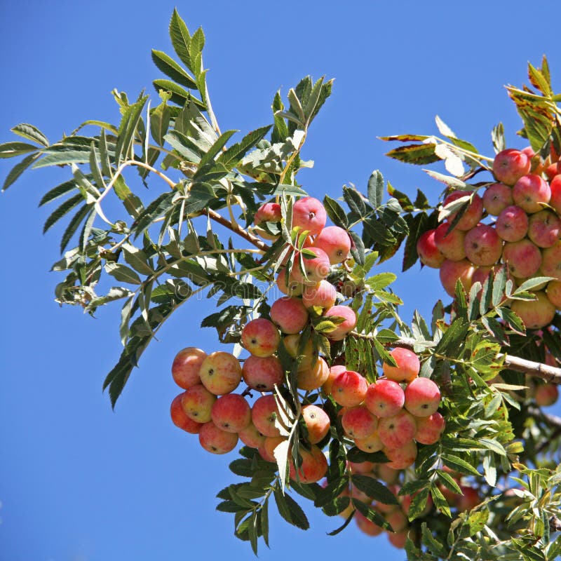 Frutos Do Domestica Do Sorbus Fruto Da Sorva Árvore De Serviço Imagem ...