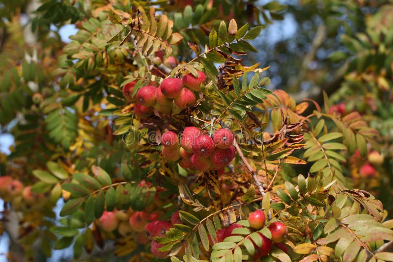 Sorb Tree (Sorbus Domestica) Stock Photo - Image of rose, plant: 26620698