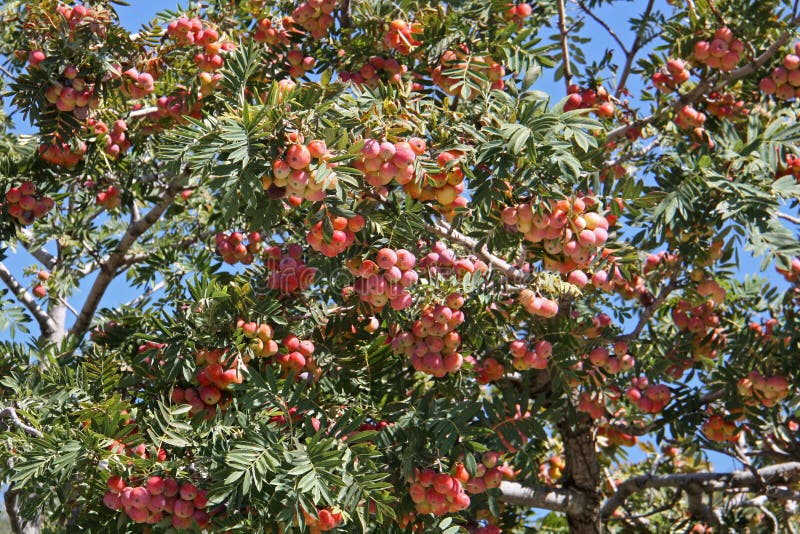 Sorbus Domestica stock photo. Image of bush, sorbus, branch - 47513538