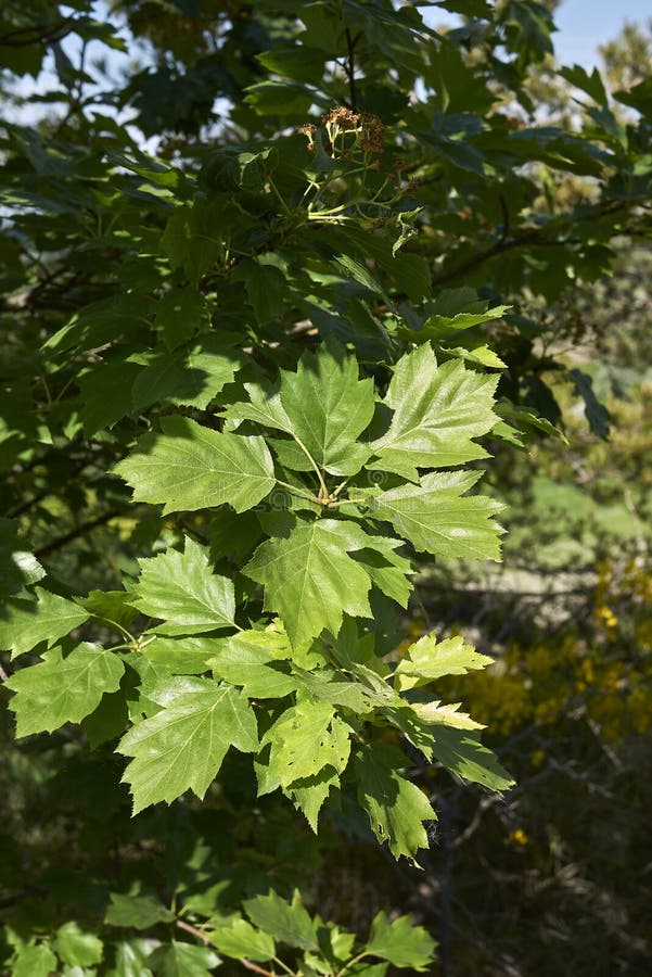 Sorbus torminalis tree stock image. Image of nature - 184230099