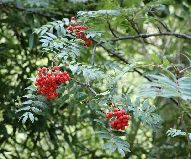 Sorbus Tree in the Mountain Stock Image - Image of sorbus, berries ...