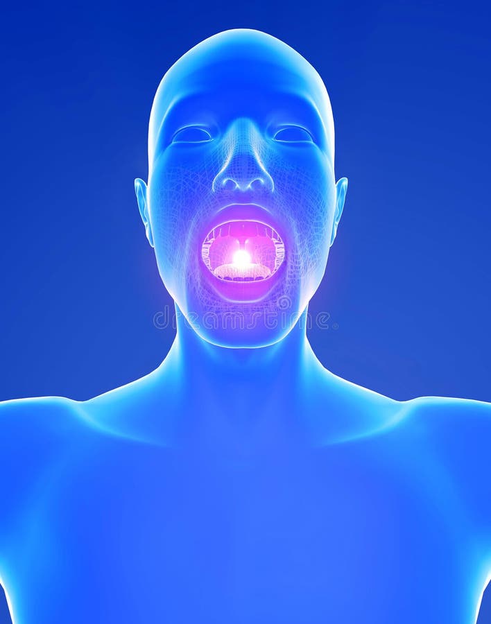 Male Throat Nervous And Circulatory System Stock Illustration ...