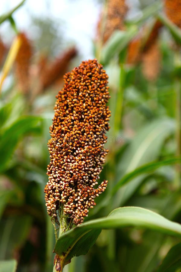 Sorgho photo stock. Image of têtes, centrale, graine - 15858682