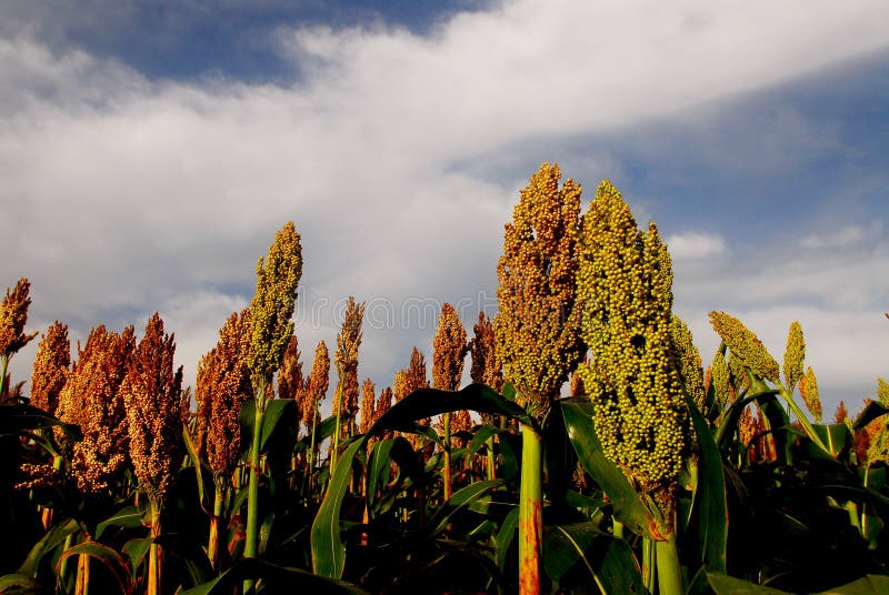 Sorgho photo stock. Image du zone, nourriture, ferme, sorgho - 1908418
