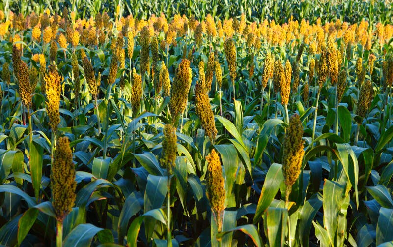 Champ de sorgho photo stock. Image du zone, cultivez - 34731384