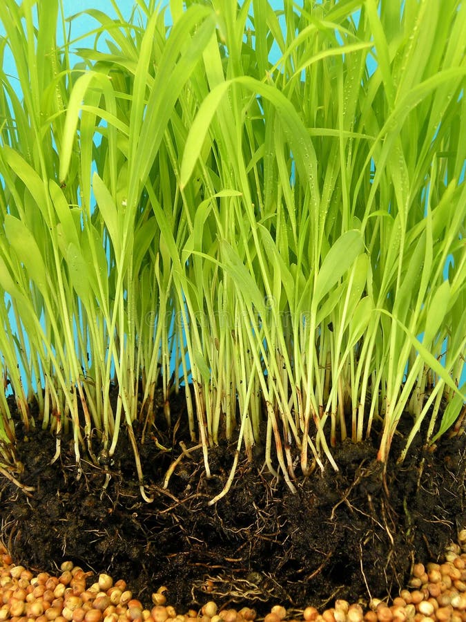Pousses de sorgho image stock. Image du texture, rose - 19763855