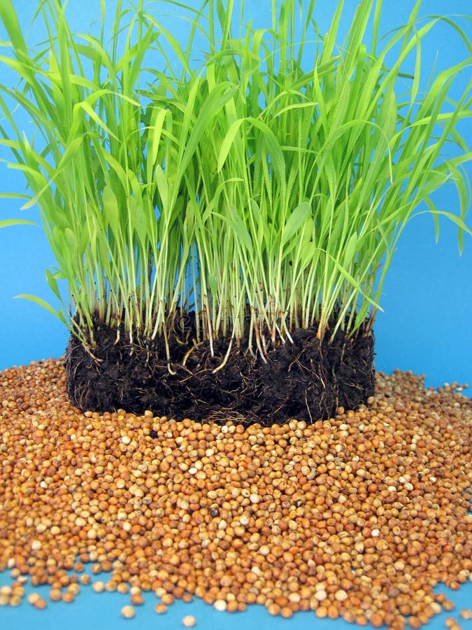 Pousses de sorgho image stock. Image du texture, rose - 19763855