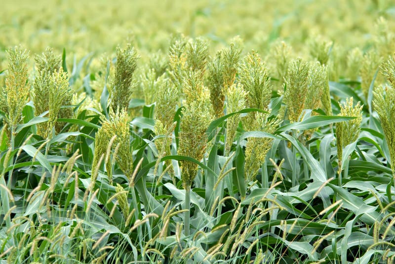 Herbe Du Soudan, Usine De Sudanense De Sorgho Photo stock - Image du ...