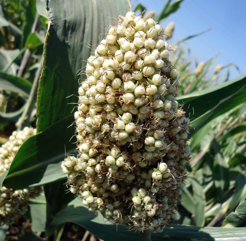 Culture de sorgho photo stock. Image du textures, nourriture - 85069234