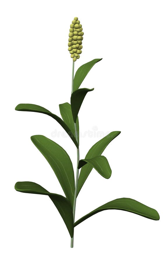 Sorghum stock illustration. Illustration of render, corn - 12592531