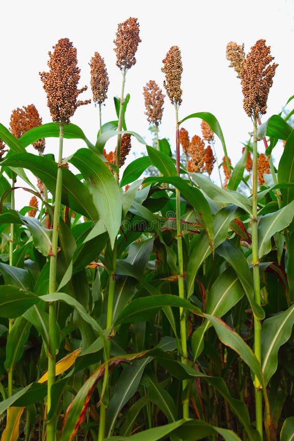 Sorghum stock image. Image of stalk, plant, agriculture - 17623343