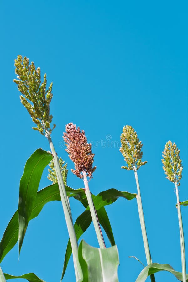 Rows of Milo (Sorghum) stock photo. Image of crops, plants - 25340178