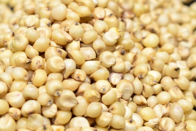 Sorghum stock photo. Image of kitchen, calorie, healthy - 248931054
