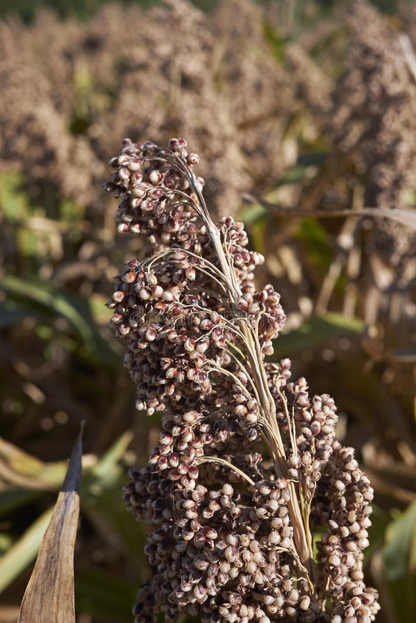 128 Milo Stalk Stock Photos - Free & Royalty-Free Stock Photos from ...