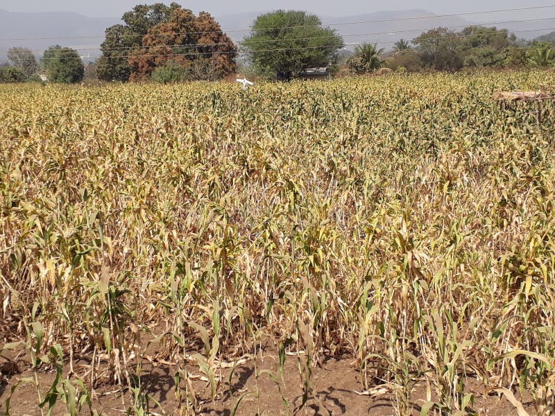 Sorghum Corp Farming in Farm Stock Photo - Image of plantation, crop ...