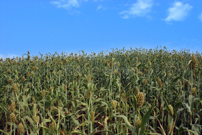 Sorghum Crop stock photo. Image of fodder, edible, ingredients - 8688866