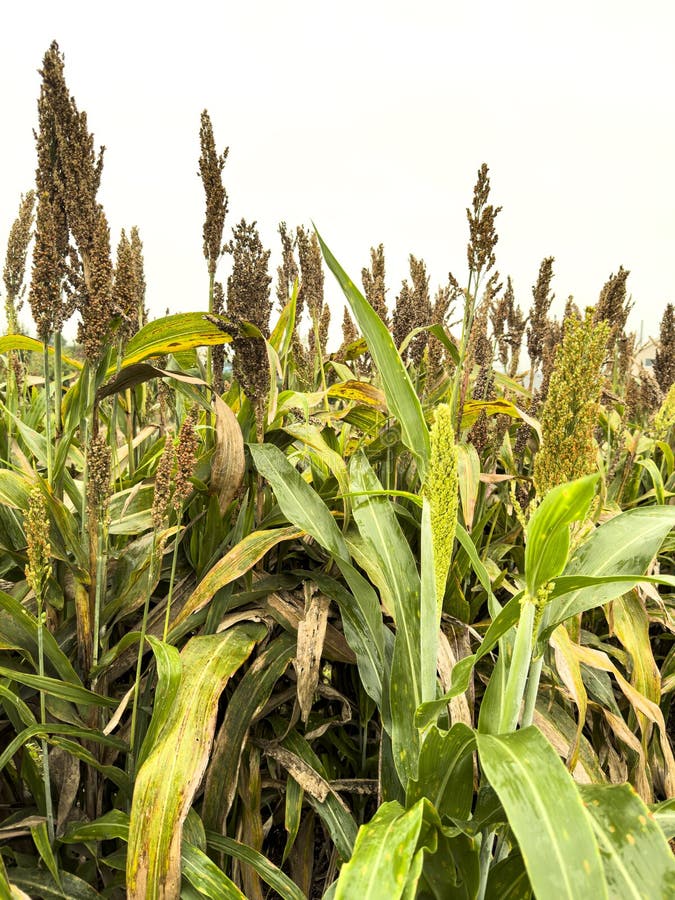 Sorghum crop details stock image. Image of growing, crop - 341851601