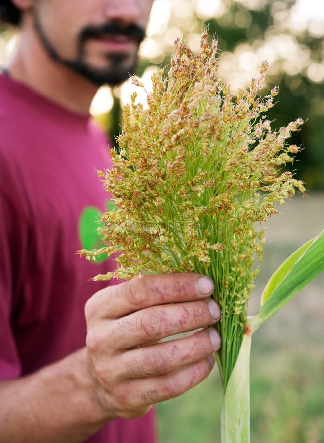 Sorghum in hand stock photo. Image of growth, grow, outdoors - 6452664