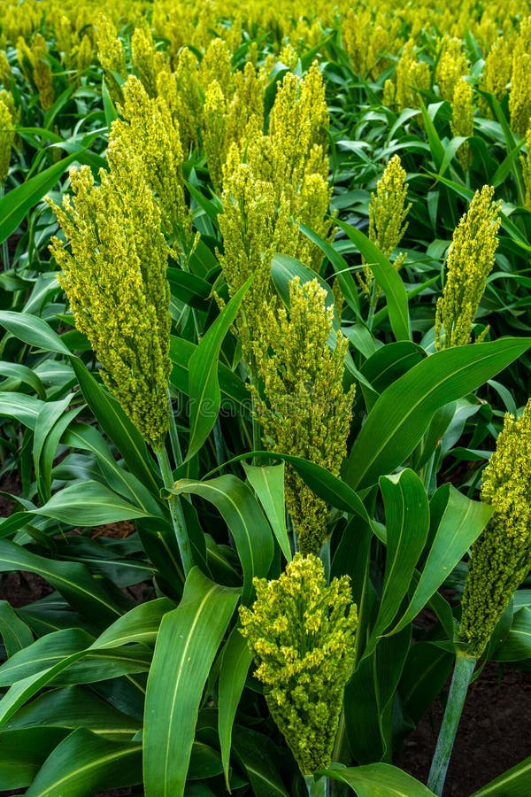 Green Sorghum Grows on the Field Stock Photo - Image of farming, millet ...