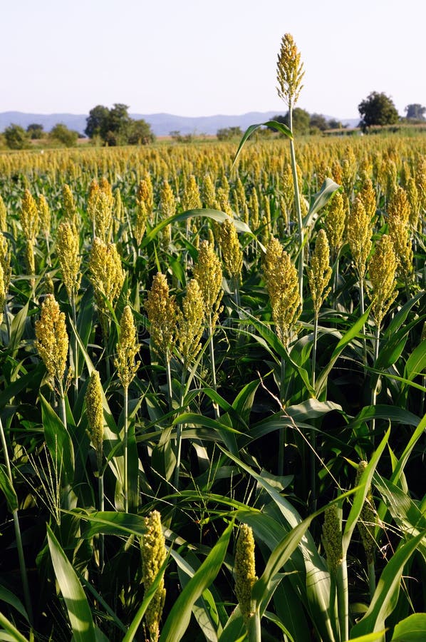Sorghum or Millet field stock image. Image of agriculture - 46826987
