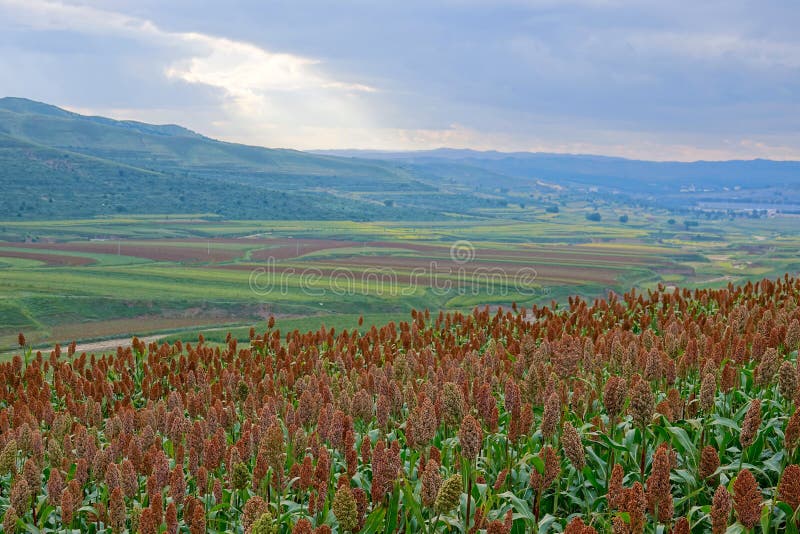 Sorghum Field Stock Photos - Download 2,404 Royalty Free Photos