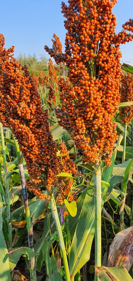 Sorghum field tree stock photo. Image of plant, autumn - 178458838