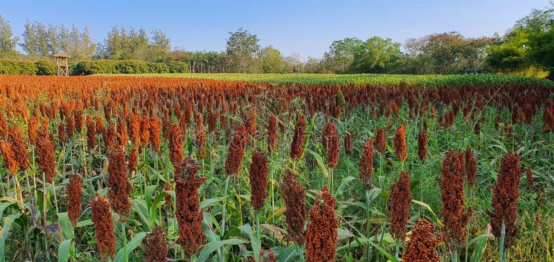 Sorghum field tree stock image. Image of meadow, plant - 178460637